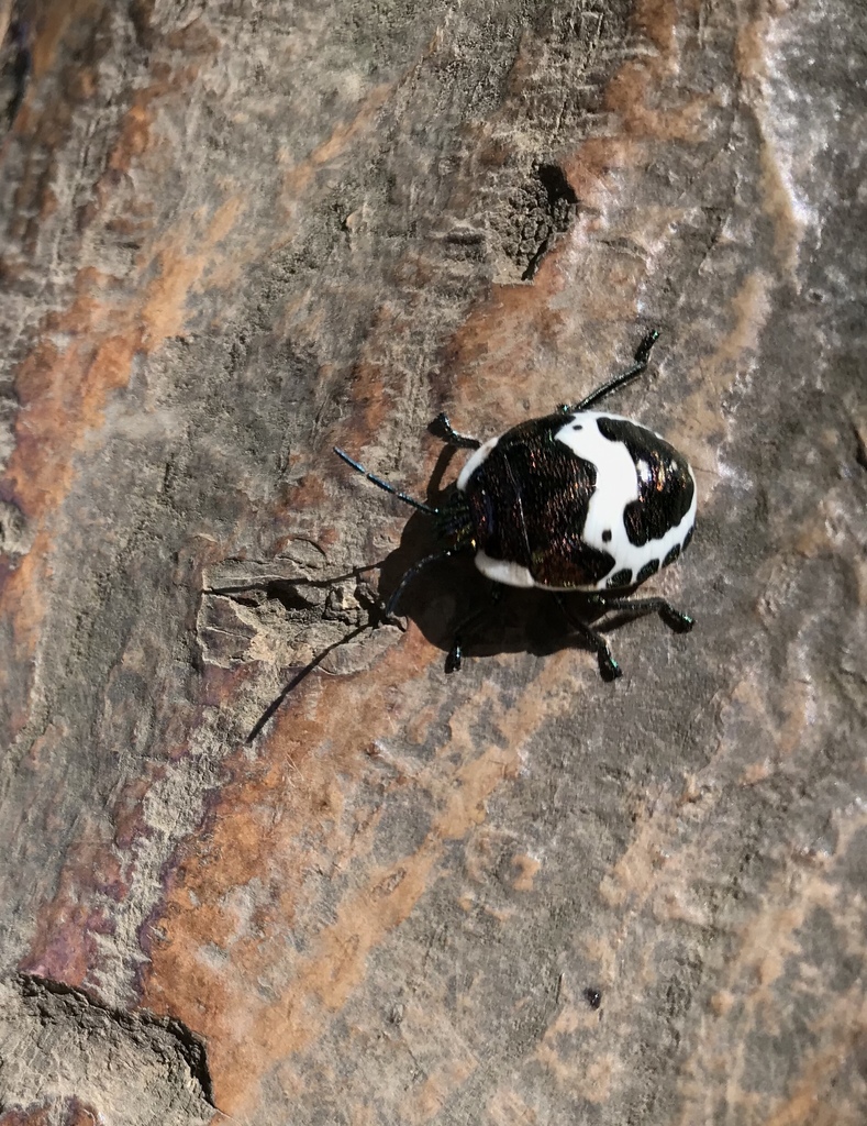 Clown Stink Bug from 東京学芸大学, 小金井市, 東京都, JP on November 02, 2018 at 12: ...