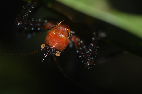 Panacanthus intensus · iNaturalist