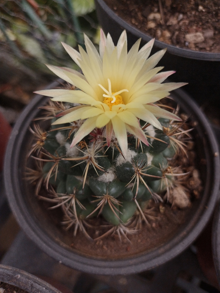 Coryphantha pycnacantha in May 2023 by Rodrigo Rubén Barrera Rodríguez ...
