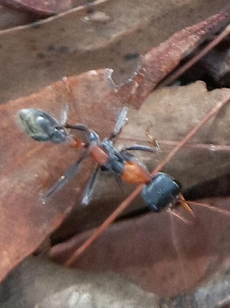 Jumping Jack Ant from Dawn Road Reserve on April 29, 2023 at 01:04 PM ...