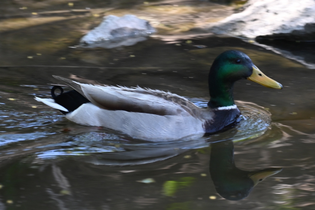 Mallard from Dunbar-Manhattan Heights, Lubbock, TX, USA on April 30 ...