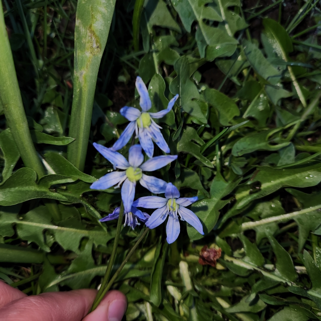 Squills from Collège Dawson, Montréal, QC H3Z 1A1, Canada on May 3 ...