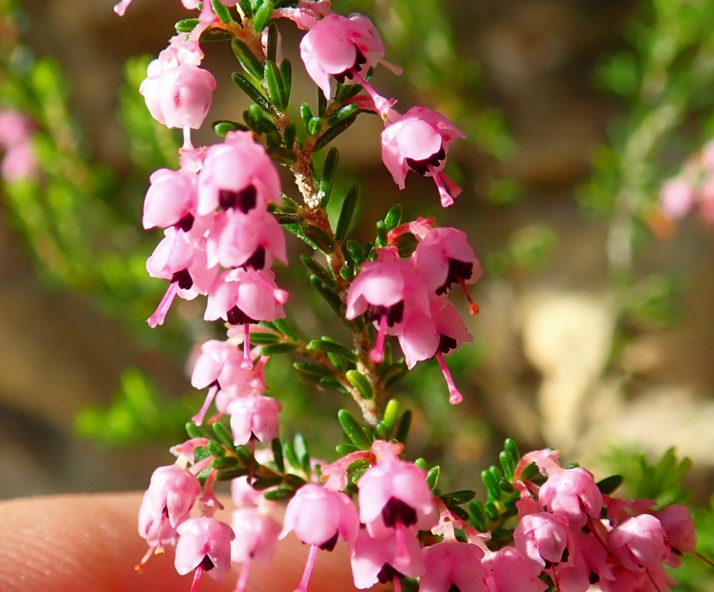 Spartan Heath from CNC Day 4 - Robertson Pass, Mossel Bay on May 1 ...
