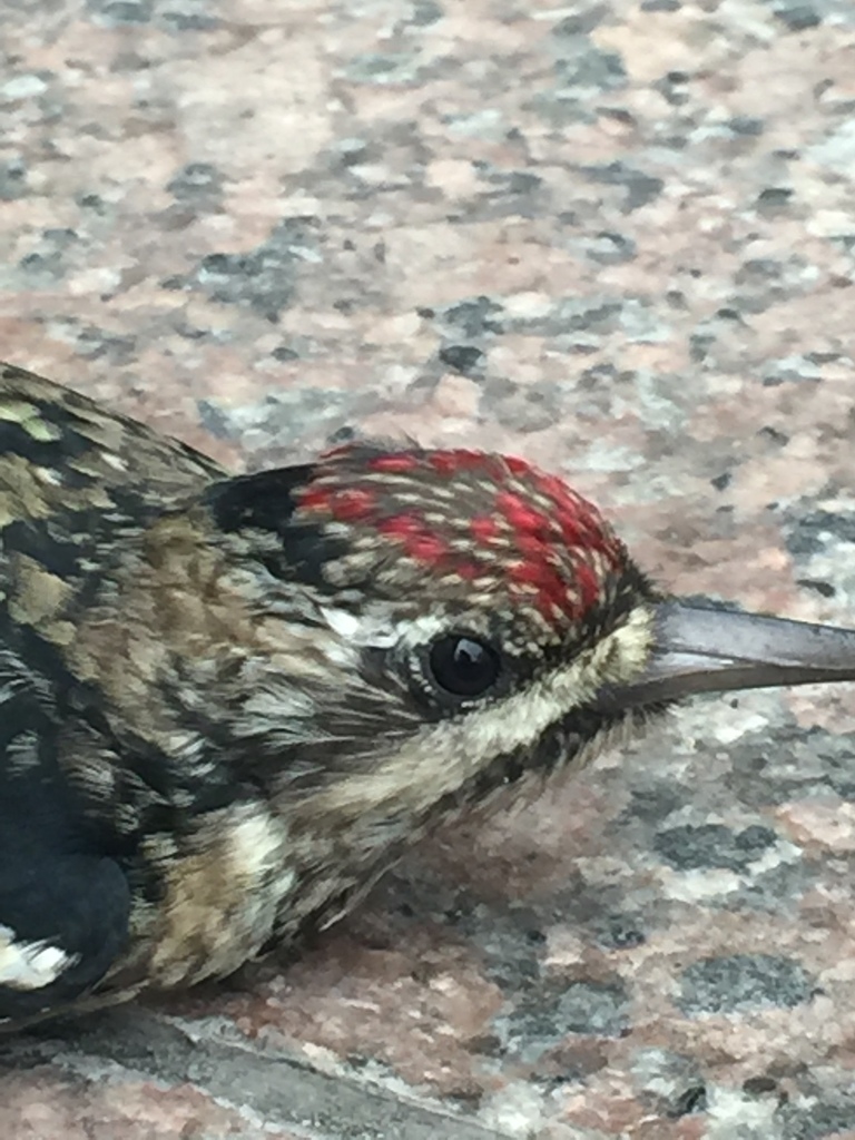 Yellow-bellied Sapsucker from 231 E Forsyth St, Jacksonville, FL, US on ...