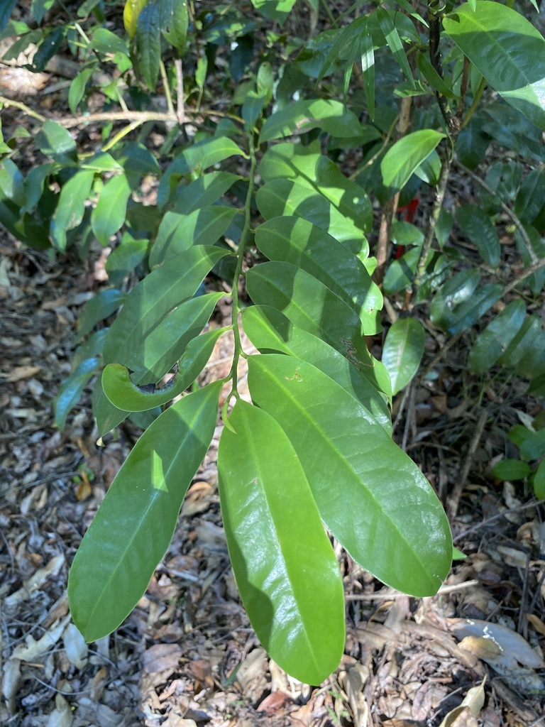 Bolwarra from Tanawha Valley Golf & Tennis, Tanawha, QLD, AU on May 4 ...