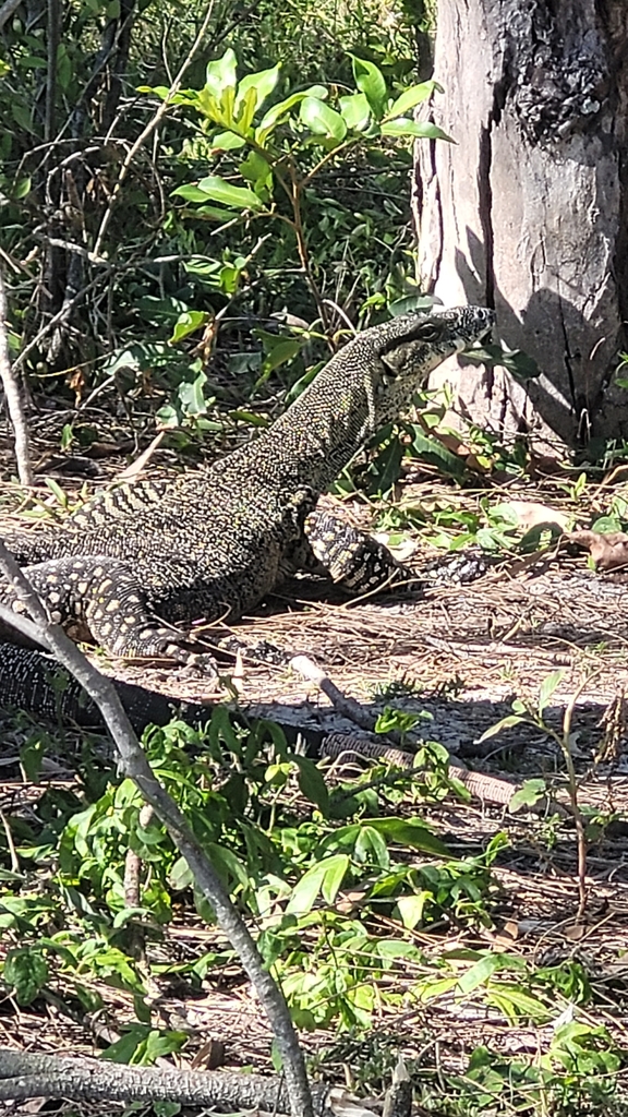 Lace Monitor from Welsby QLD 4507, Australia on May 04, 2023 at 01:29 ...