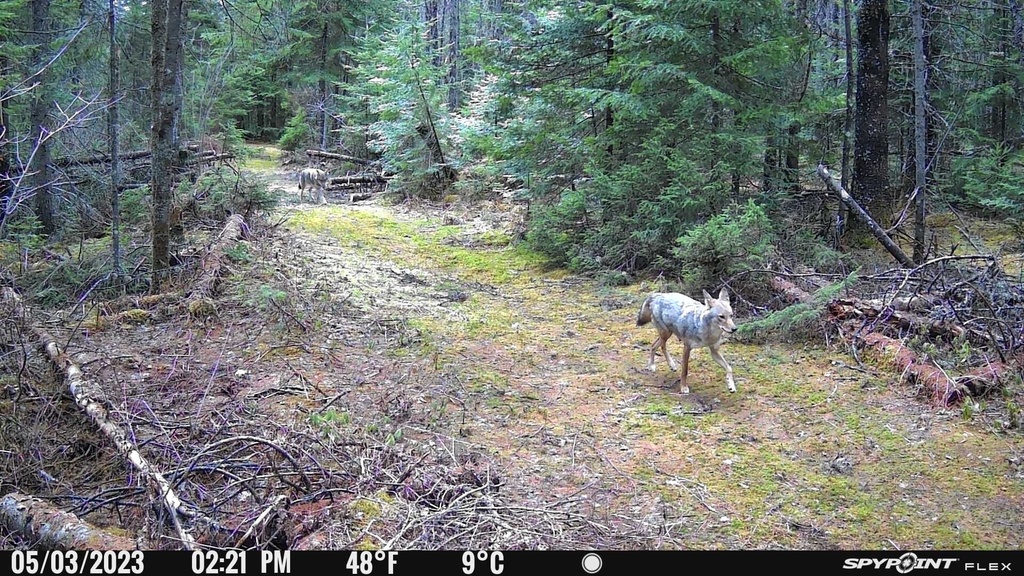 Coyote from L'Ascension, QC, CA on May 03, 2023 at 02:21 PM by François ...