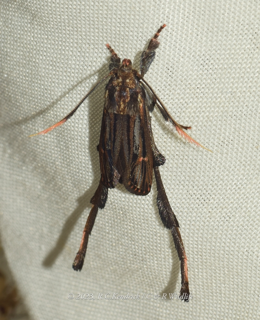 Ashinaga longimana from Chuk Yeung Road, Sai Kung, Hong Kong on May 01 ...