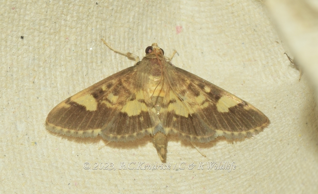 Bocchoris aptalis from Chuk Yeung Road, Sai Kung, Hong Kong on May 1 ...