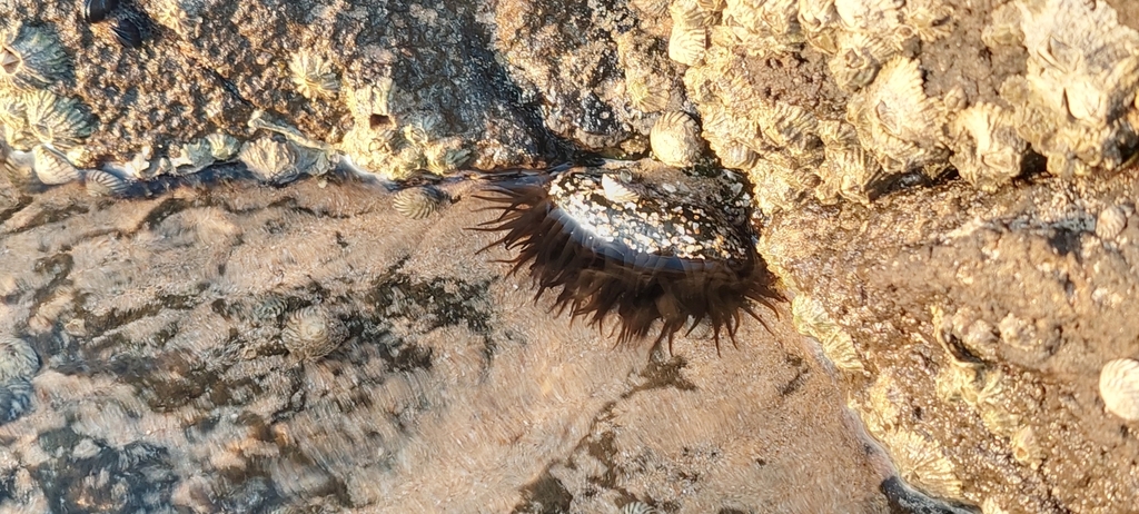 Green snakelock anemone from Sunderland Bay on March 23, 2023 at 06:57 ...