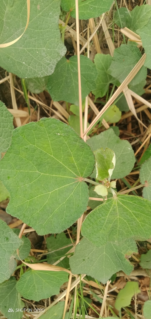 Chinese Bur from WRPP+CWP, Sunkhra, Uttarakhand 262311, India on May 1 ...