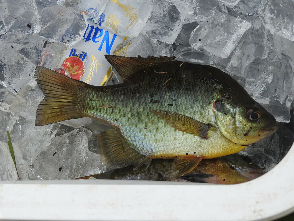 Redear Sunfish from Wakulla County, FL, USA on April 29, 2023 at 09:11 ...