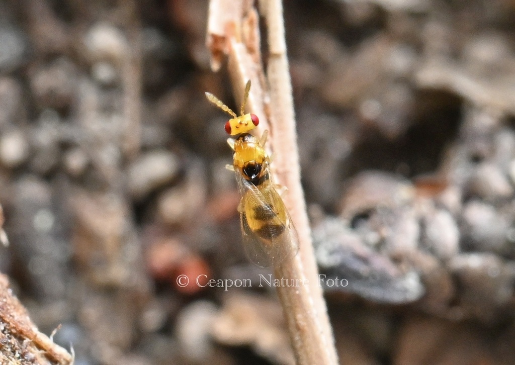 Cirrospilus from 牟平区, 烟台市, 山东省, CN on May 3, 2023 at 01:12 PM by Ceapon ...