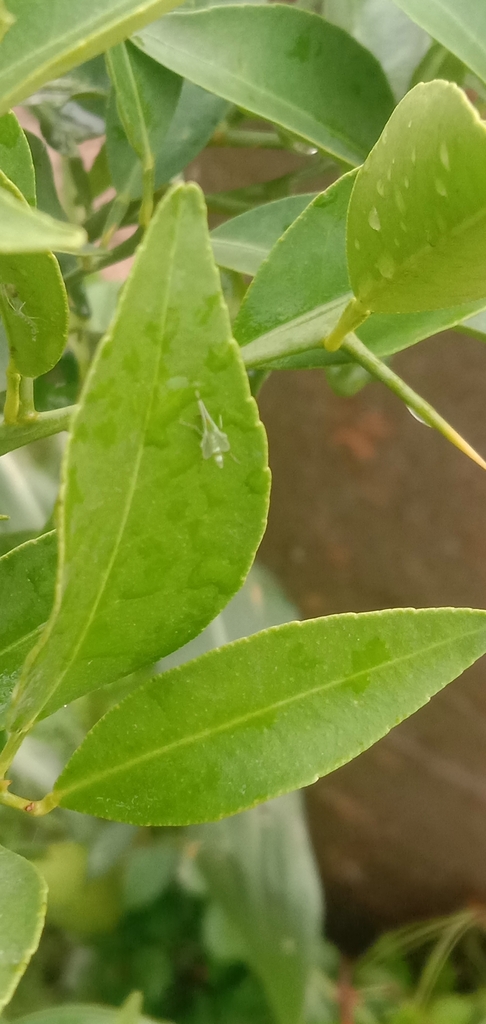Snake Mantis from Mohammadganj, Uttarakhand 262311, India on May 1 ...