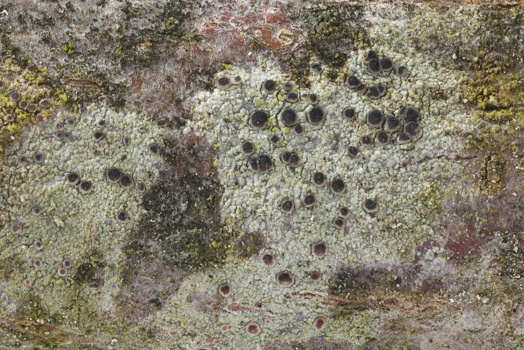 Lecania naegelii from Graz-Umgebung, Österreich on May 1, 2023 at 03:22 ...