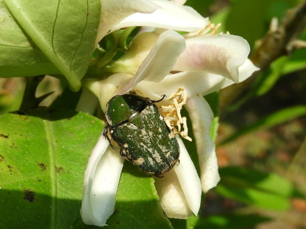 Blue Flower Chafer from 香港天水圍 on April 28, 2023 at 02:05 PM by Carbomay ...