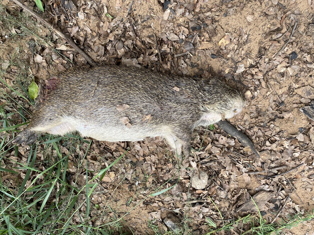 Lesser Cane Rat (Thryonomys gregorianus) - Know Your Mammals