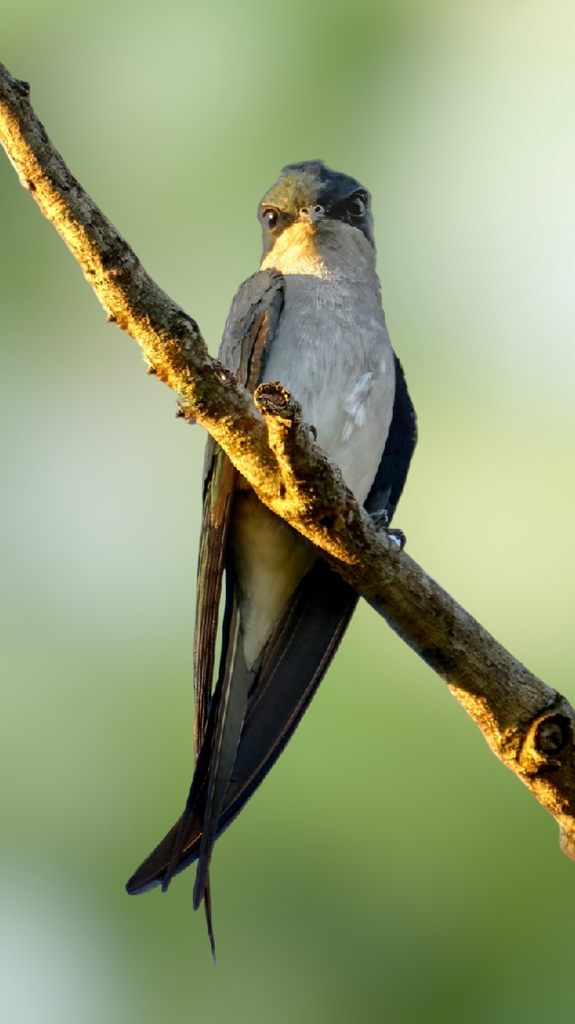 Gray-rumped Treeswift from Carita on April 18, 2023 by Mohit Nanwani ...