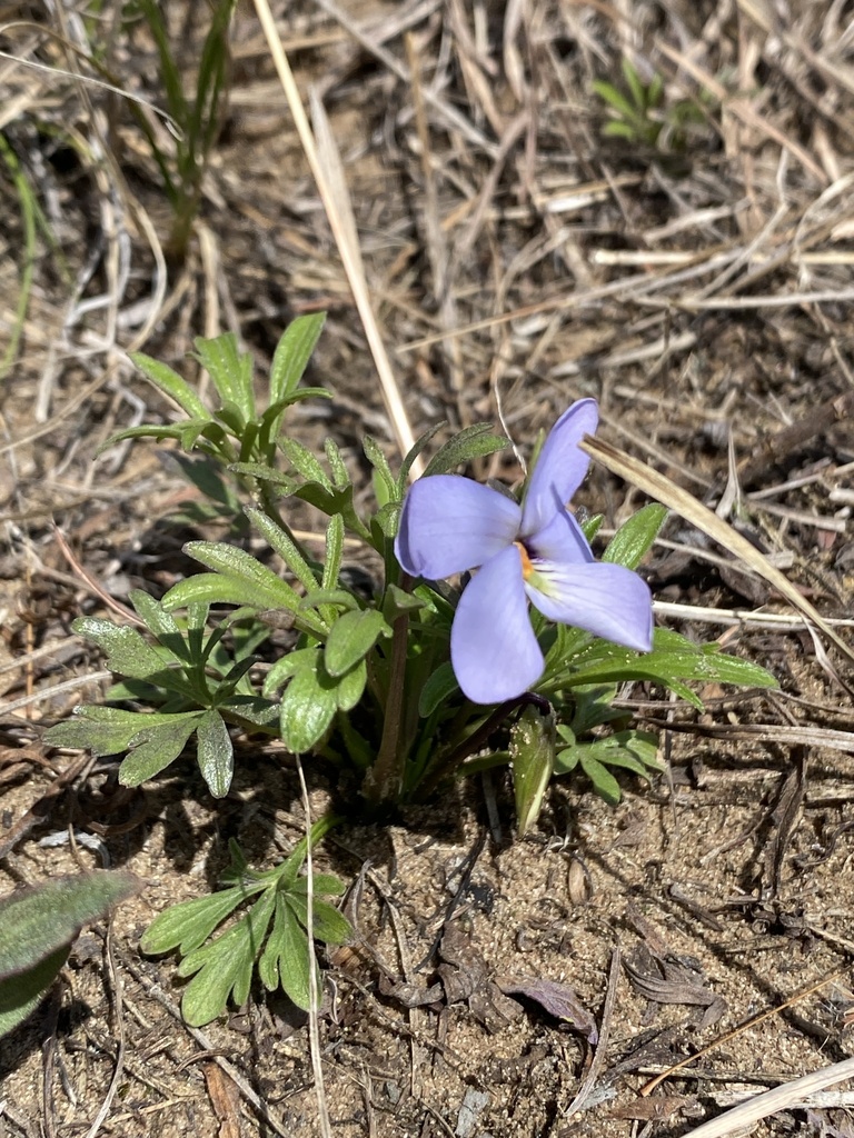 bird's foot violet from Kellogg, MN, US on May 4, 2023 at 01:48 PM by ...