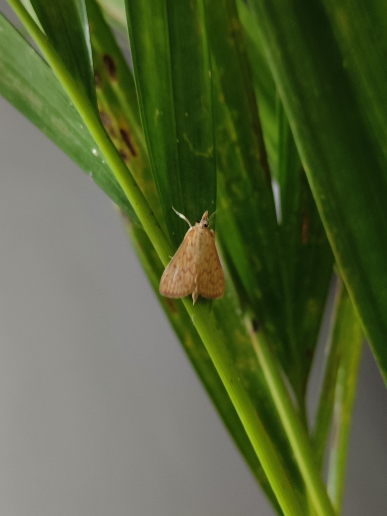 Grass Webworm Moth from Hyderabad on May 5, 2023 at 01:32 AM by ...