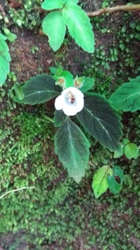 (Phinaea)