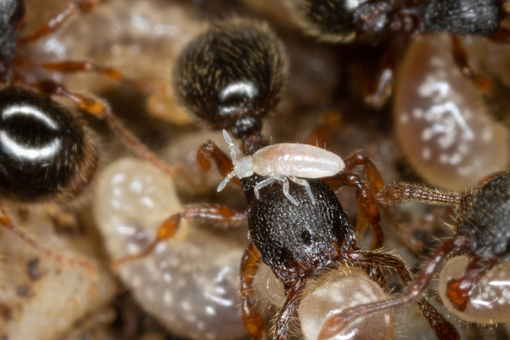 Cyphoderus albinus from Mariatrost, Graz, Österreich on April 28, 2023 ...