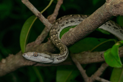 Subspecies Chilabothrus strigilatus strigilatus · iNaturalist