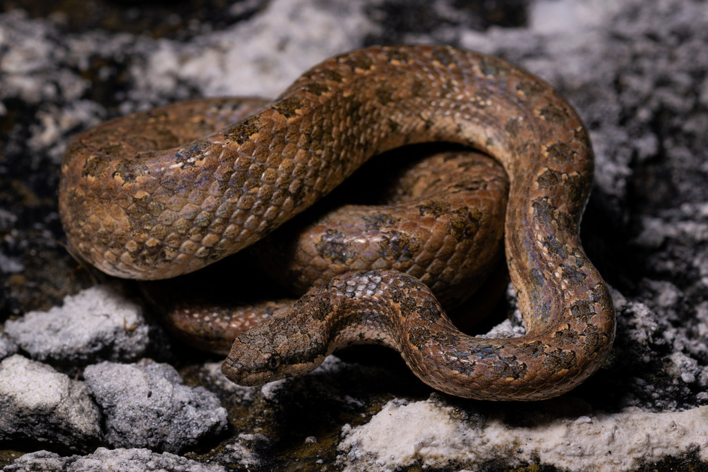 Tropidophis curtus from South Eleuthera, The Bahamas on December 16 ...