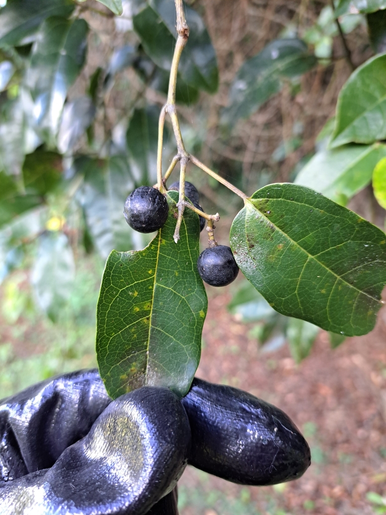 Kangaroo Vine from Tregeagle NSW 2480, Australia on May 05, 2023 at 12: ...
