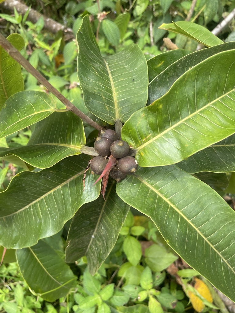 Common guava from Milpe Road, Los Bancos Canton, Ecuador on April 8 ...