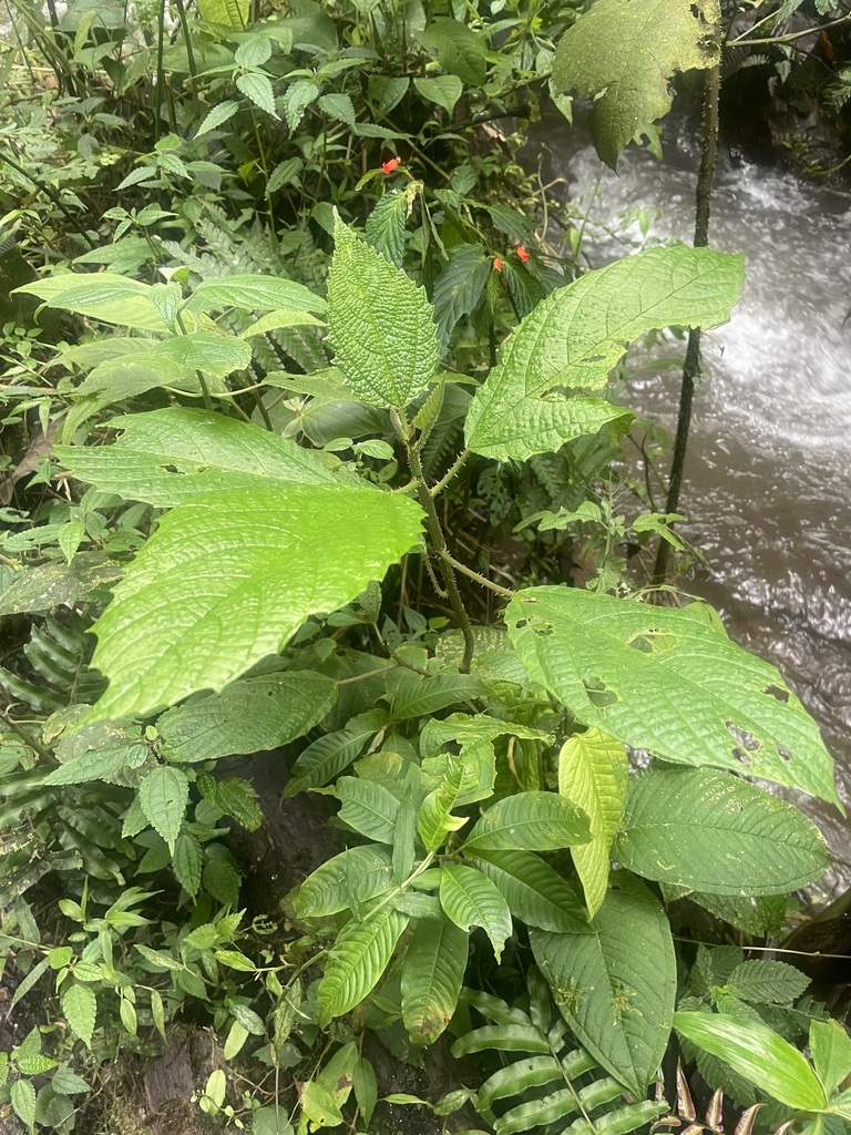 plants from Orchid Reserve (Pahuma) Metropolitan District of Quito ...