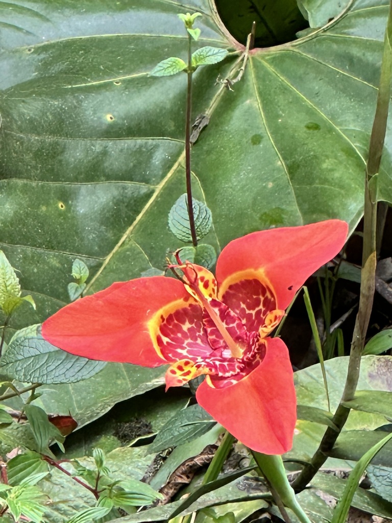 tiger-flowers from Orchid Reserve (Pahuma) Metropolitan District of ...