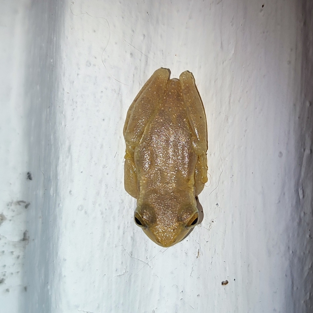 Boettger's Colombian Tree Frog from Buenavista, Quindio, Colombia on ...