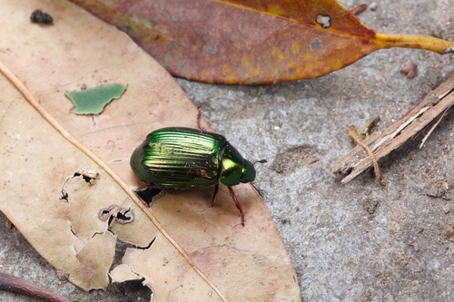 Anomala harpagophysa · iNaturalist United Kingdom