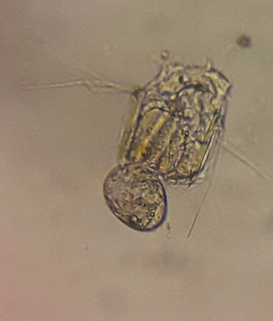 Polyarthra from Manuel Salazar S/N, Hacienda del Rosario, Prados del ...