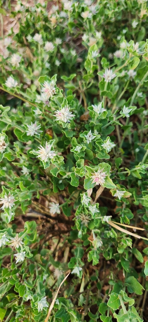Cyathula lanceolata from Kruger Park, South Africa on April 10, 2023 at ...