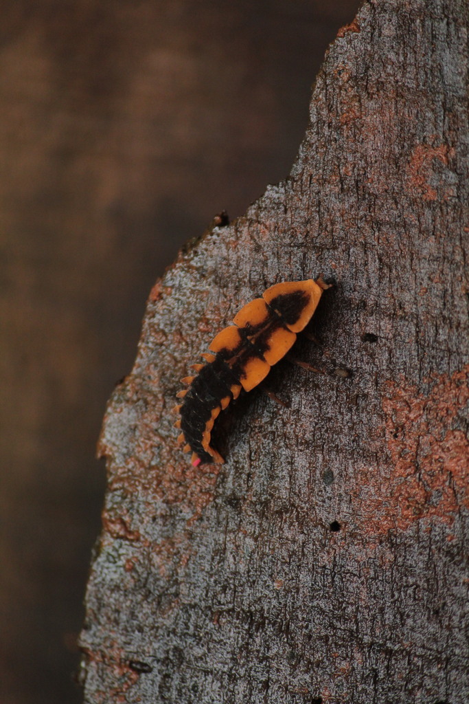 Giant Fireflies from Keerikode, Kerala, India on October 22, 2019 at 09 ...