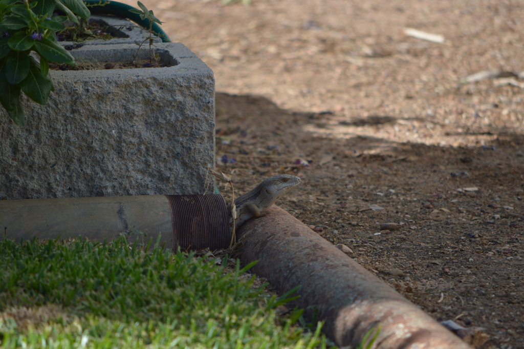 Common Blue-tongued Skink from 27 Dagworth St, Winton QLD 4735 ...