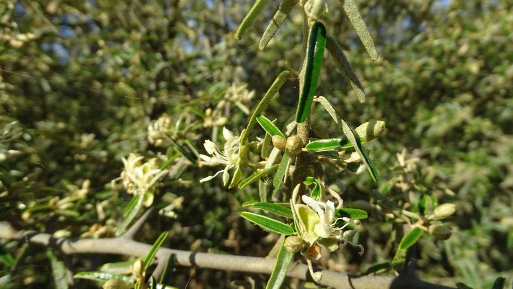 Desert Caper from La Paz, B.C.S., México on May 01, 2023 at 08:31 AM by ...