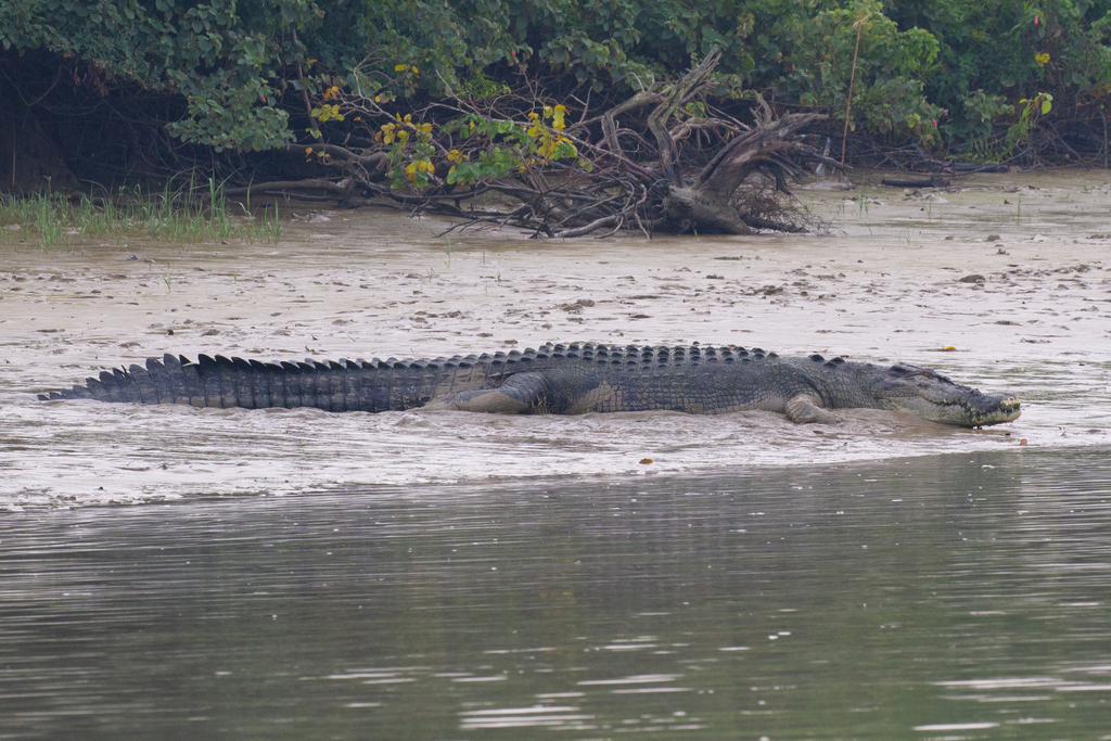 Saltwater Crocodile from Pyapon, Myanmar (Burma) on February 7, 2016 at ...