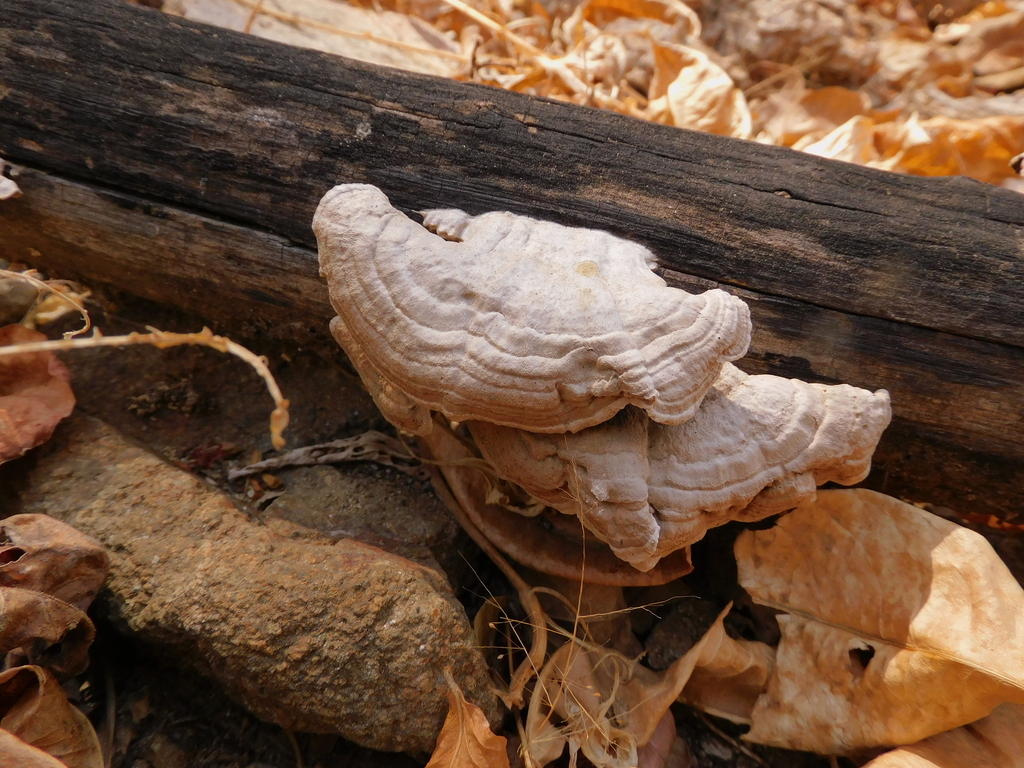 Trametes pubescens from Culiacán, Sin., México on April 30, 2023 at 09: ...