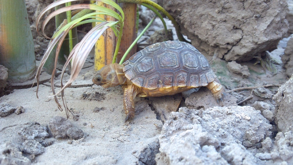 Sonoran Desert Tortoise from Hermosillo, Sonora, México on September 27 ...