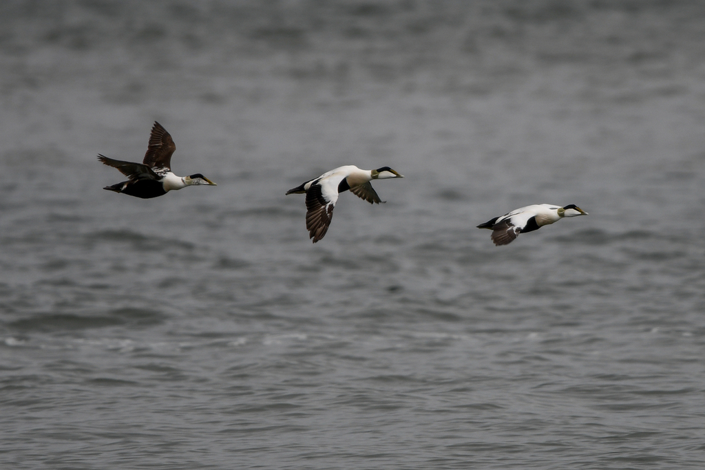 Common Eider in May 2023 by Tomas Wijk · iNaturalist