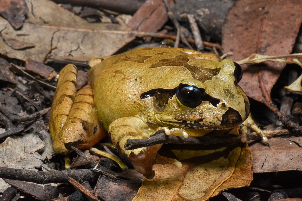 Southern Stuttering Barred Frog from Watagans National Park on March 18 ...