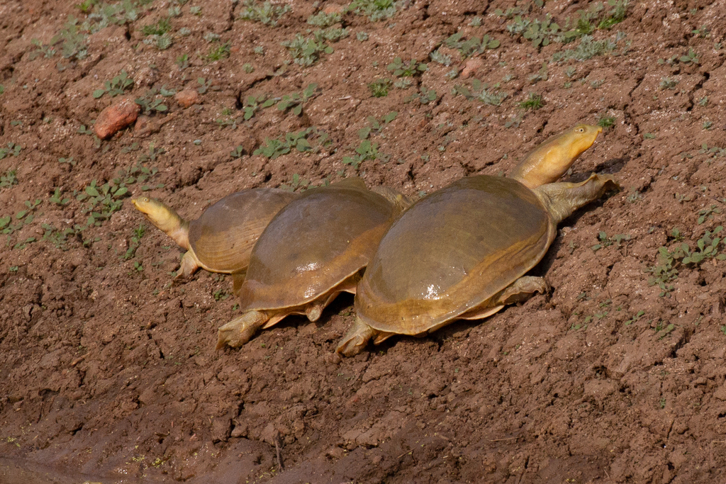 Burmese Flapshell Turtle from Nyaung-U, Myanmar (Burma) on February 20 ...