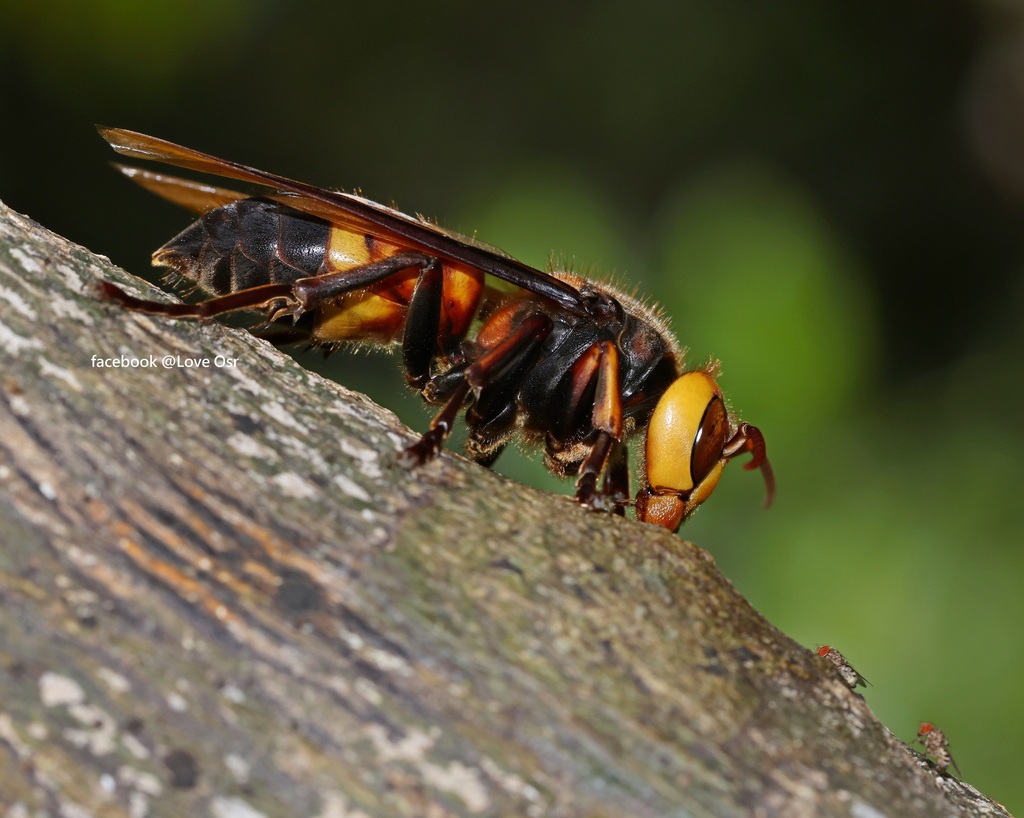 Southern Giant Hornet from 香港大埔 on April 30, 2023 at 04:45 PM by Love ...