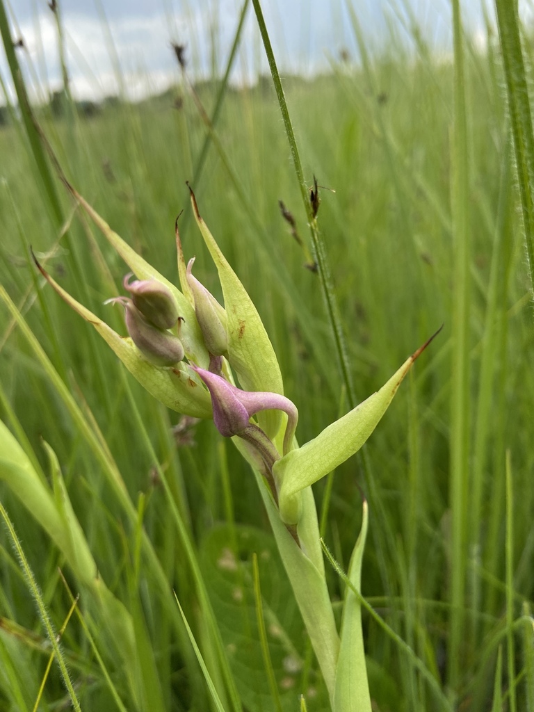 Disa zuluensis in December 2022 by Carel Fourie · iNaturalist