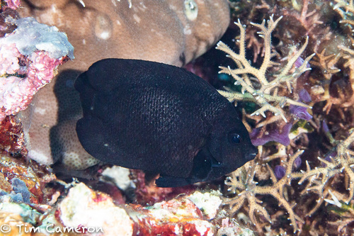 Midnight Angelfish (Centropyge nox) · iNaturalist