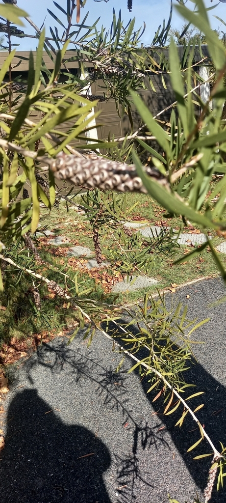 Melaleuca rugulosa from Mydrecht Street on May 1, 2023 at 02:27 PM by ...