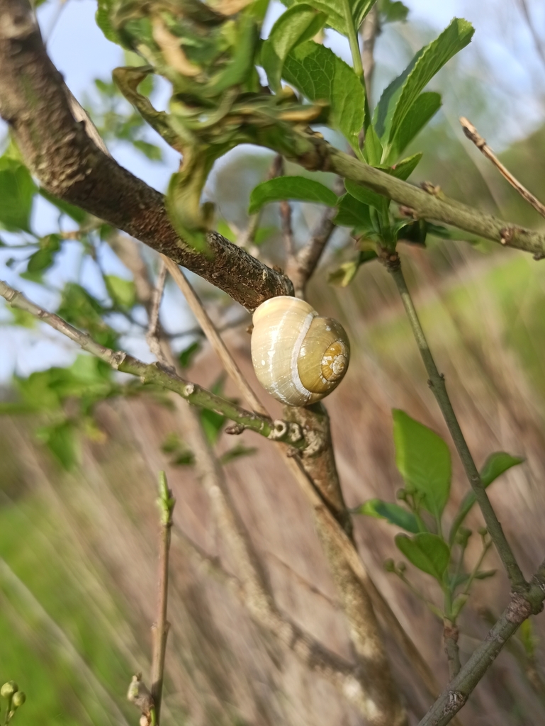 White-lipped Snail from Resser Mark, Gelsenkirchen, Deutschland on May ...